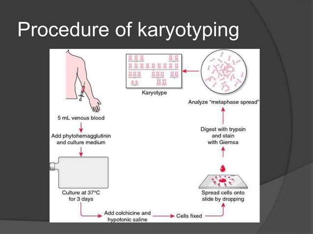 Karyotype &idiogram | PPTX | Genetics | Science