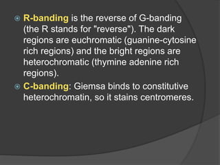 Karyotype &idiogram | PPTX