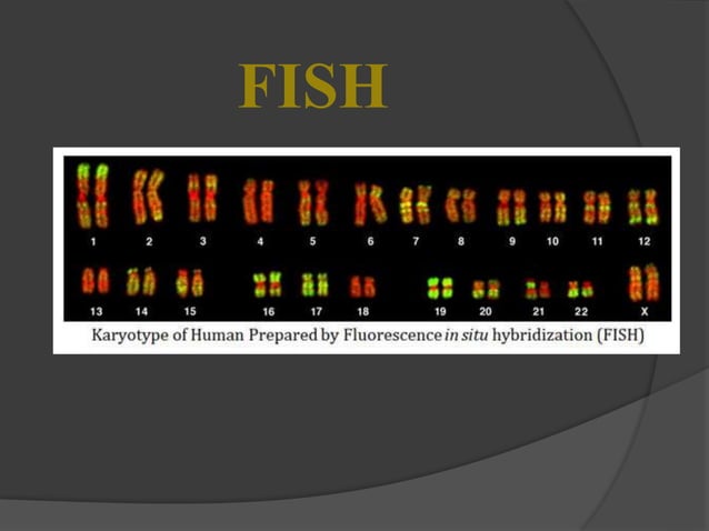 Karyotype &idiogram | PPTX | Genetics | Science