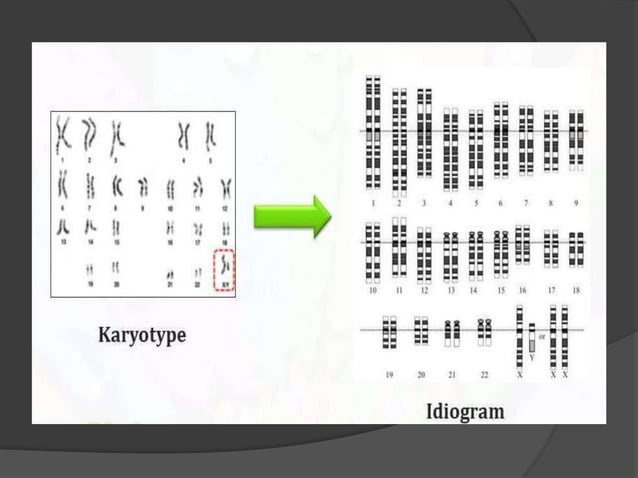 Karyotype &idiogram | PPTX | Genetics | Science