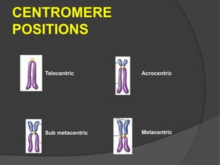 Karyotype &idiogram | PPTX