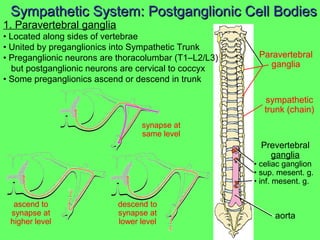 Sympathetic Chain T1 L2