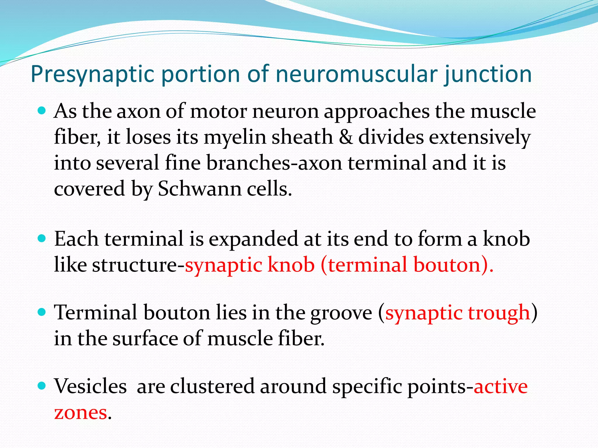 neuromuscular junction physiology | PPTX