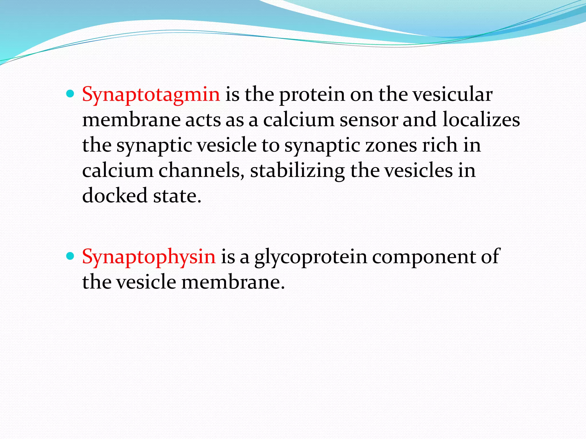 neuromuscular junction physiology | PPTX