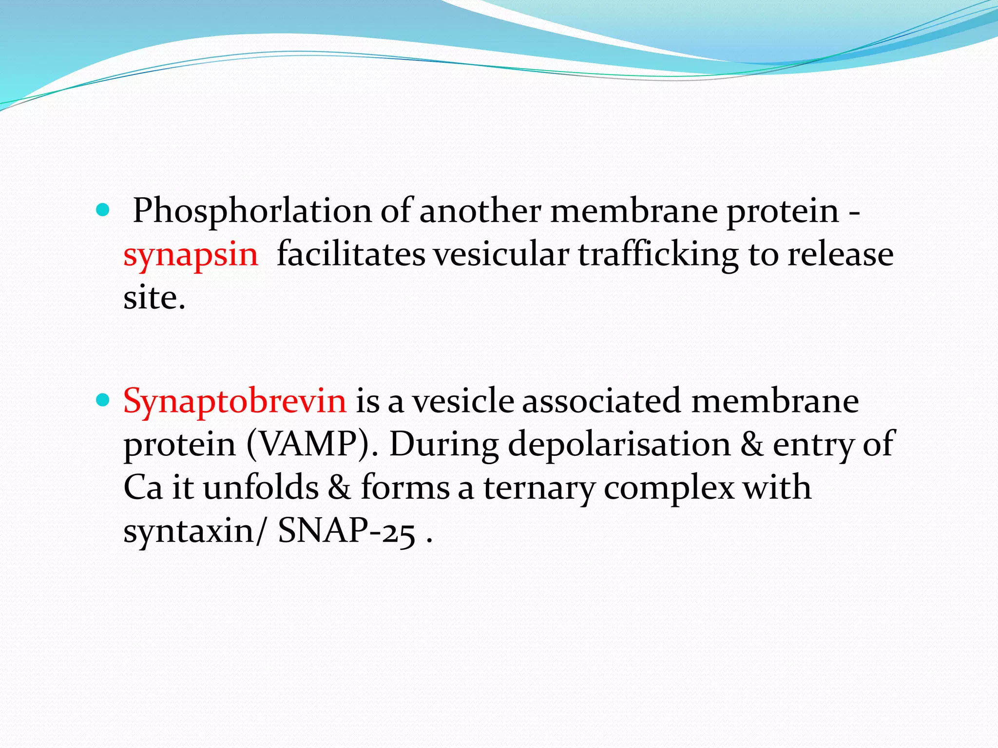 neuromuscular junction physiology | PPTX