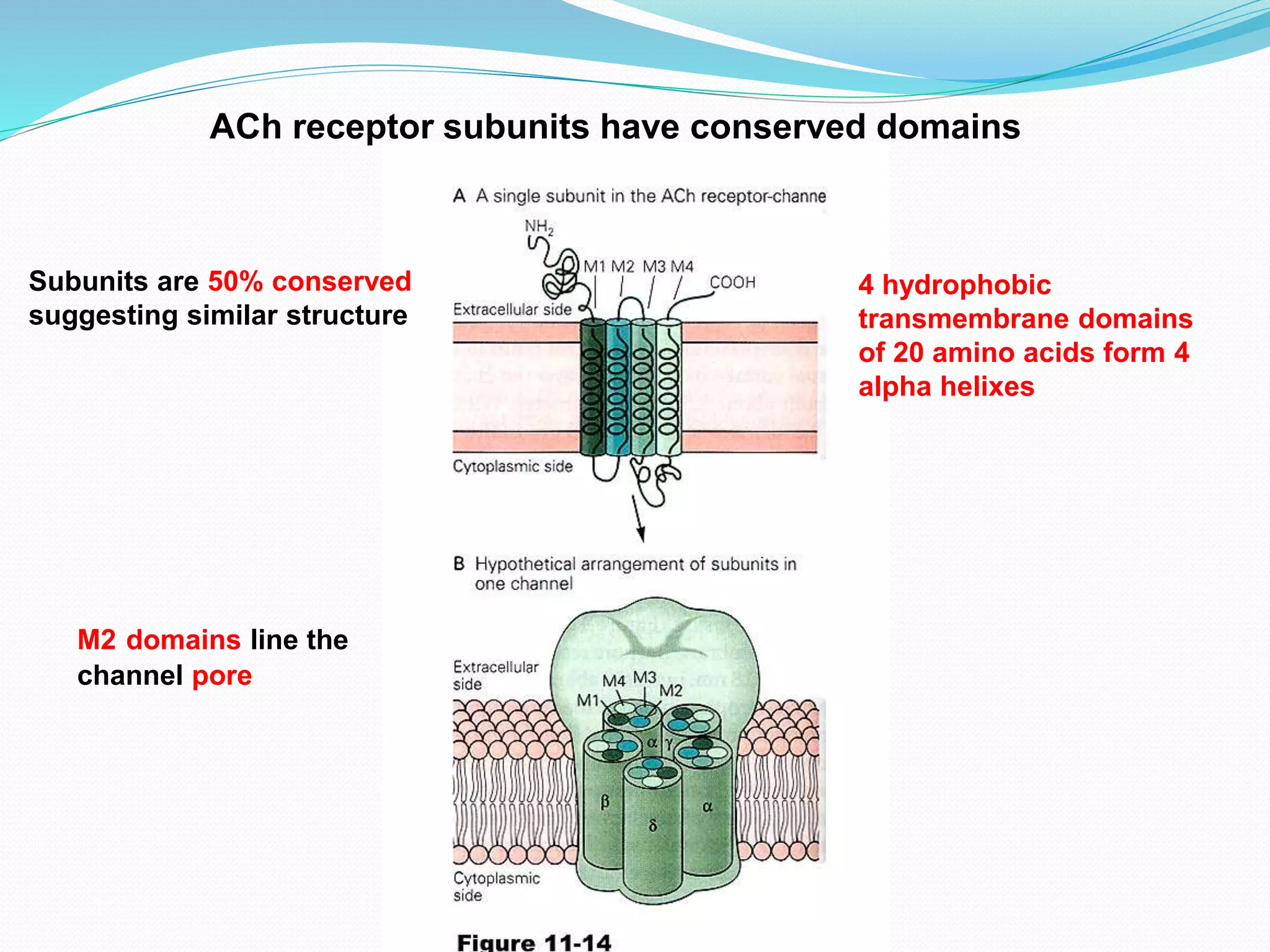 neuromuscular junction physiology | PPTX