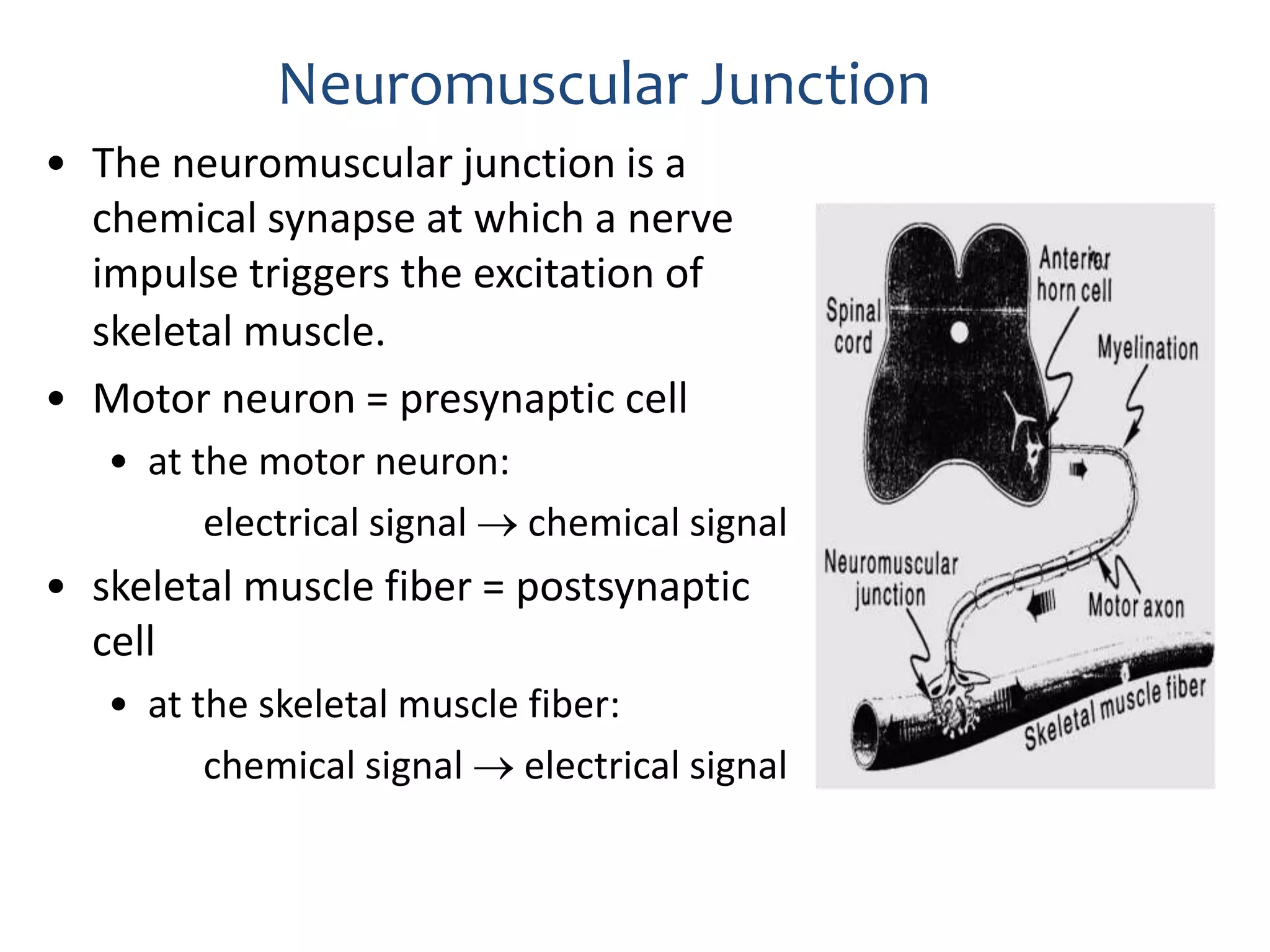 neuromuscular junction physiology | PPTX