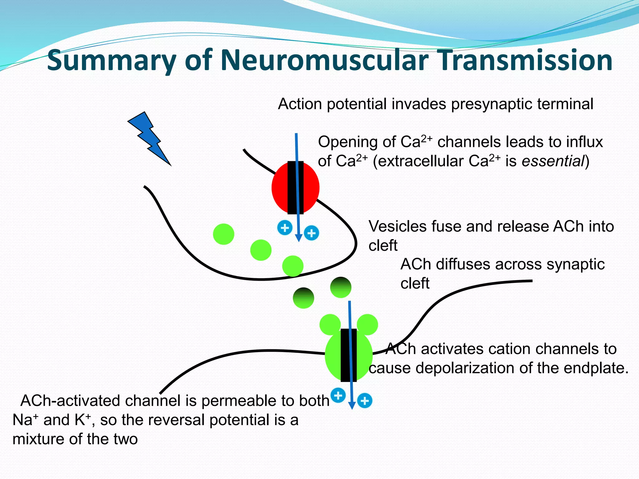 neuromuscular junction physiology | PPTX