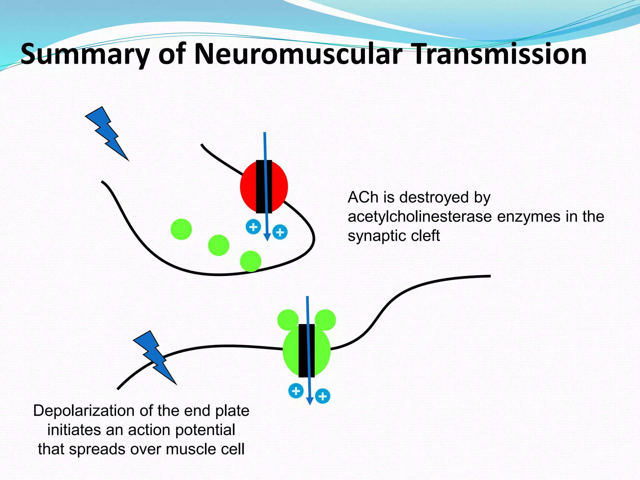 neuromuscular junction physiology | PPTX
