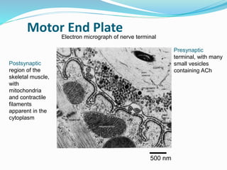 neuromuscular junction physiology | PPTX