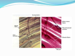 Neuromuscular Junction Slide Labeled