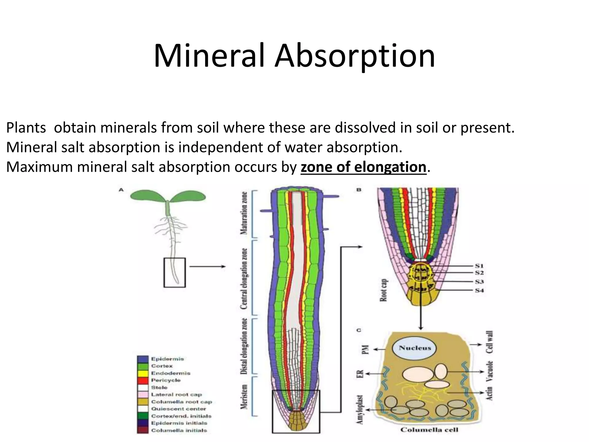 Mineral Absorption | PPTX