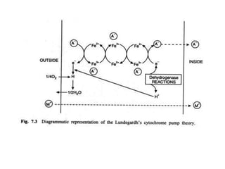 Mineral Absorption | PPTX