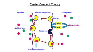 Mineral and theories | PPT