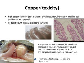 Mineral deficiency and toxicity in fish | PPTX