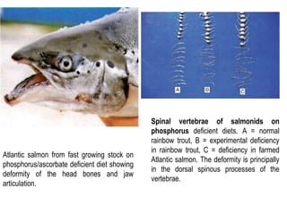 Mineral deficiency and toxicity in fish | PPTX