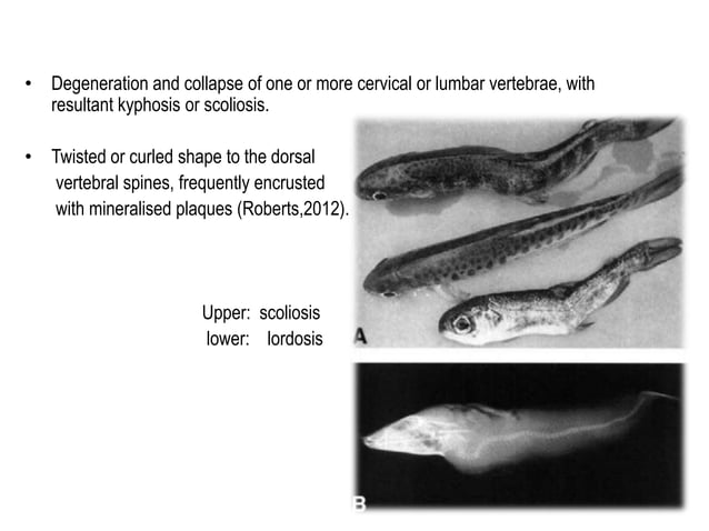 Mineral deficiency and toxicity in fish | PPTX | Commodities | Economy
