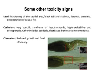 Mineral deficiency and toxicity in fish | PPTX