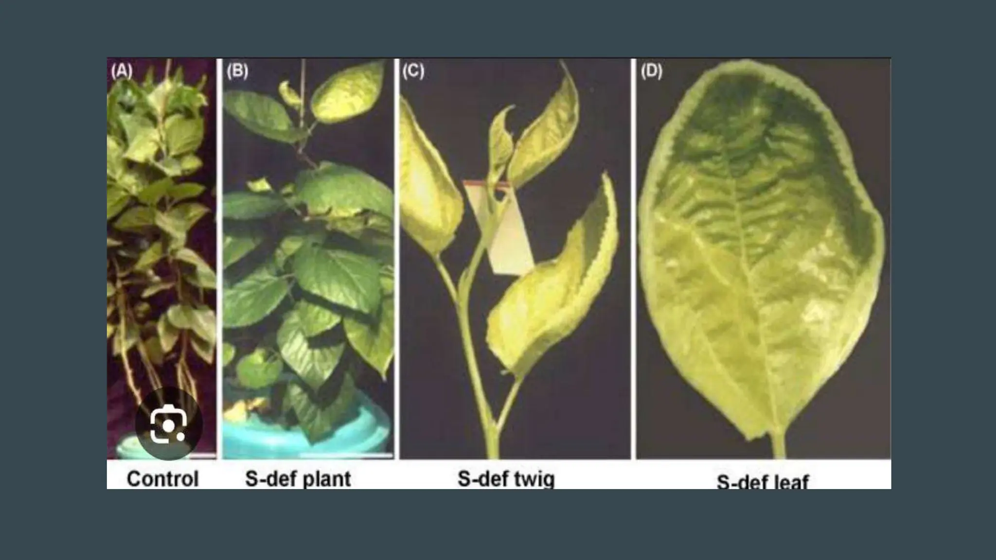 Mineral deficiency system in mulberry plant.pptx