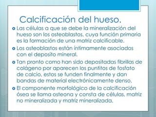 Mineralización y calcificación de huesos y dientes 2014 | PPTX