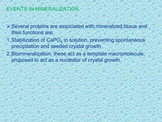 mineralization.ppt