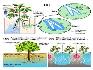 Mineral nutrition of Plants: Functions and deficiency symptoms of ...