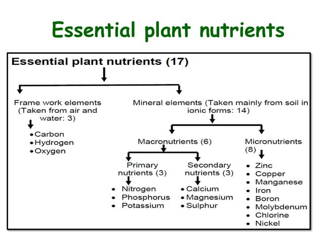 Mineral nutrition of Plants: Functions and deficiency symptoms of ...