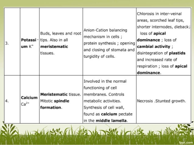 Mineral Nutrition In Plants Class 11 Notes