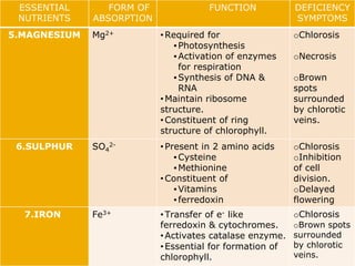 Mineral nutrition | PPTX