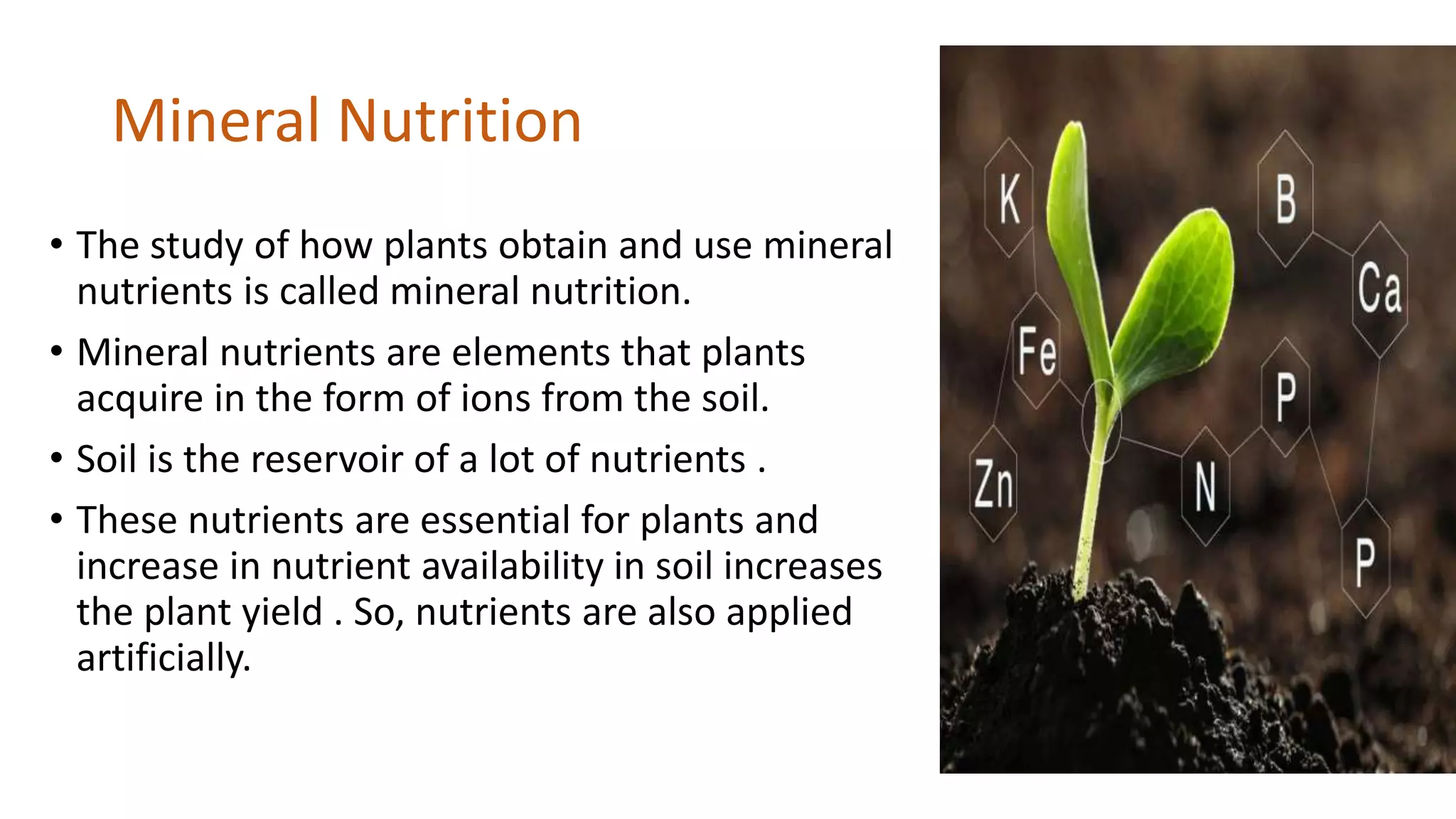 mineral nutrition.pptx