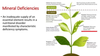 mineral nutrition.pptx