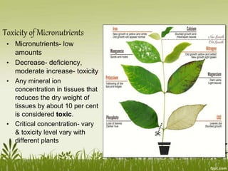mineralnutrition 2.docx