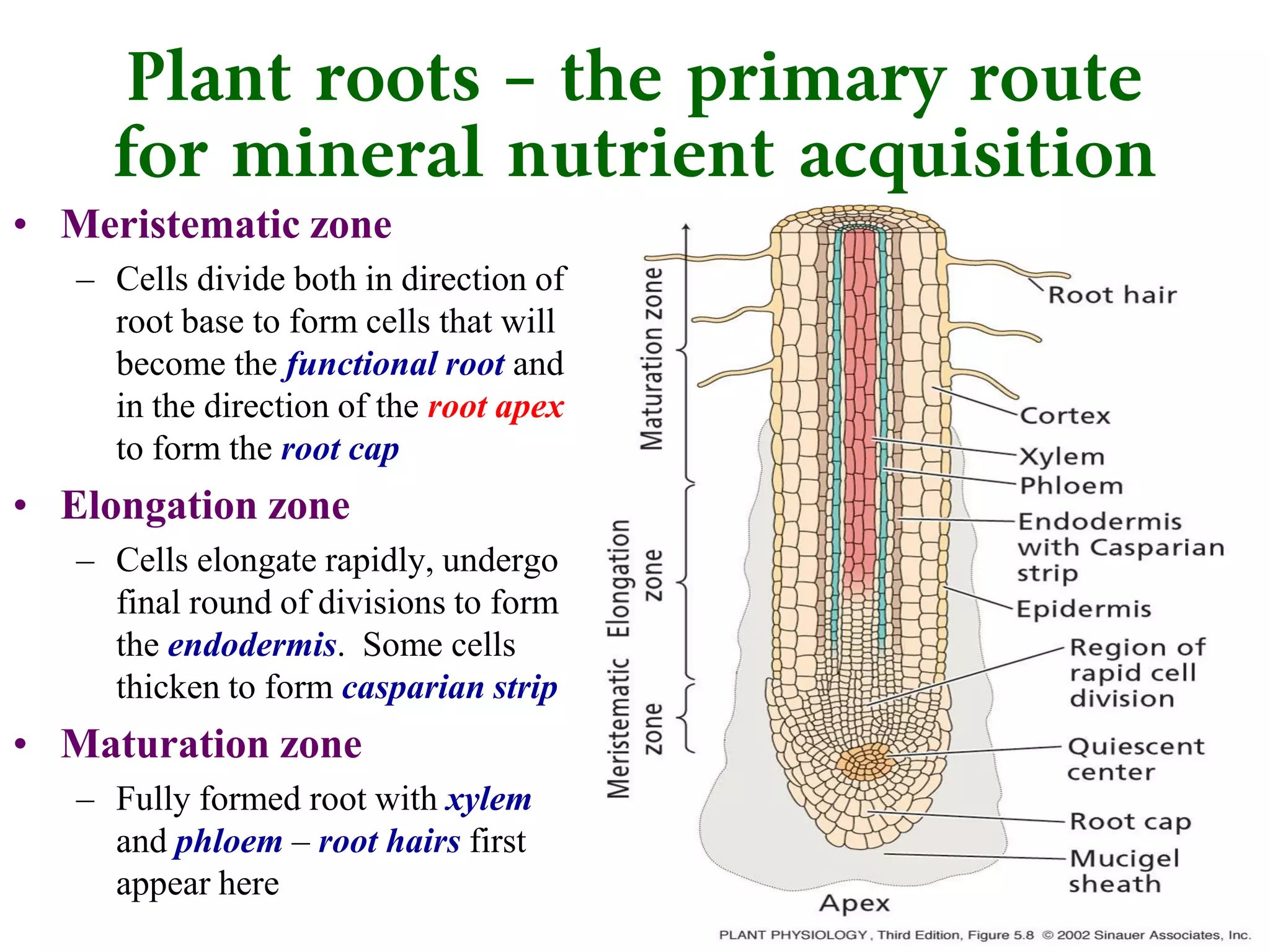 Mineral nutrition in plants | PDF
