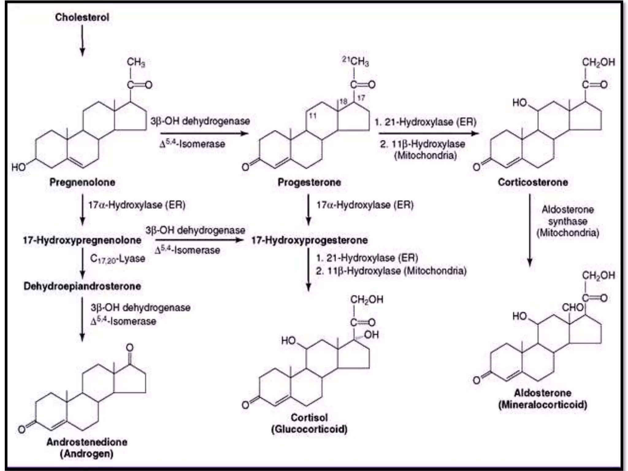 Mineralocorticoids- Aldosterone, renin angiotensin system | PPTX