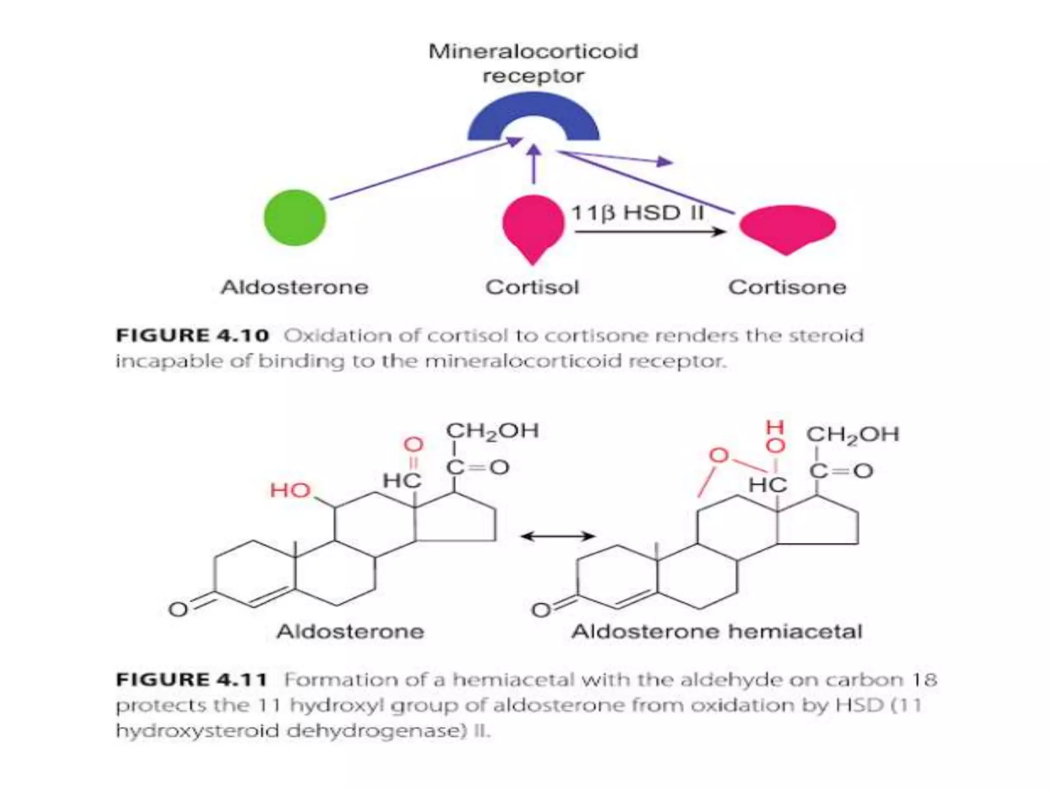 Mineralocorticoids- Aldosterone, renin angiotensin system | PPTX