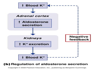 Mineralocorticoids- Aldosterone, renin angiotensin system | PPTX