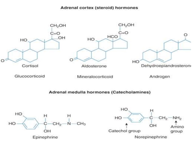 Mineralocorticoids- Aldosterone, renin angiotensin system | PPT