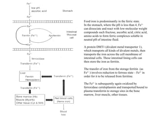 food absorption of minerals and trace elements | PPT