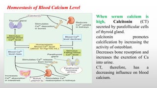 MINERAL METABOLISM - calcium, Phosphorus, Iron. for Allied Health ...