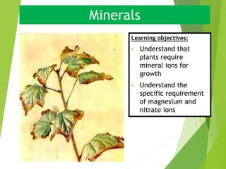 minerals (1).ppt