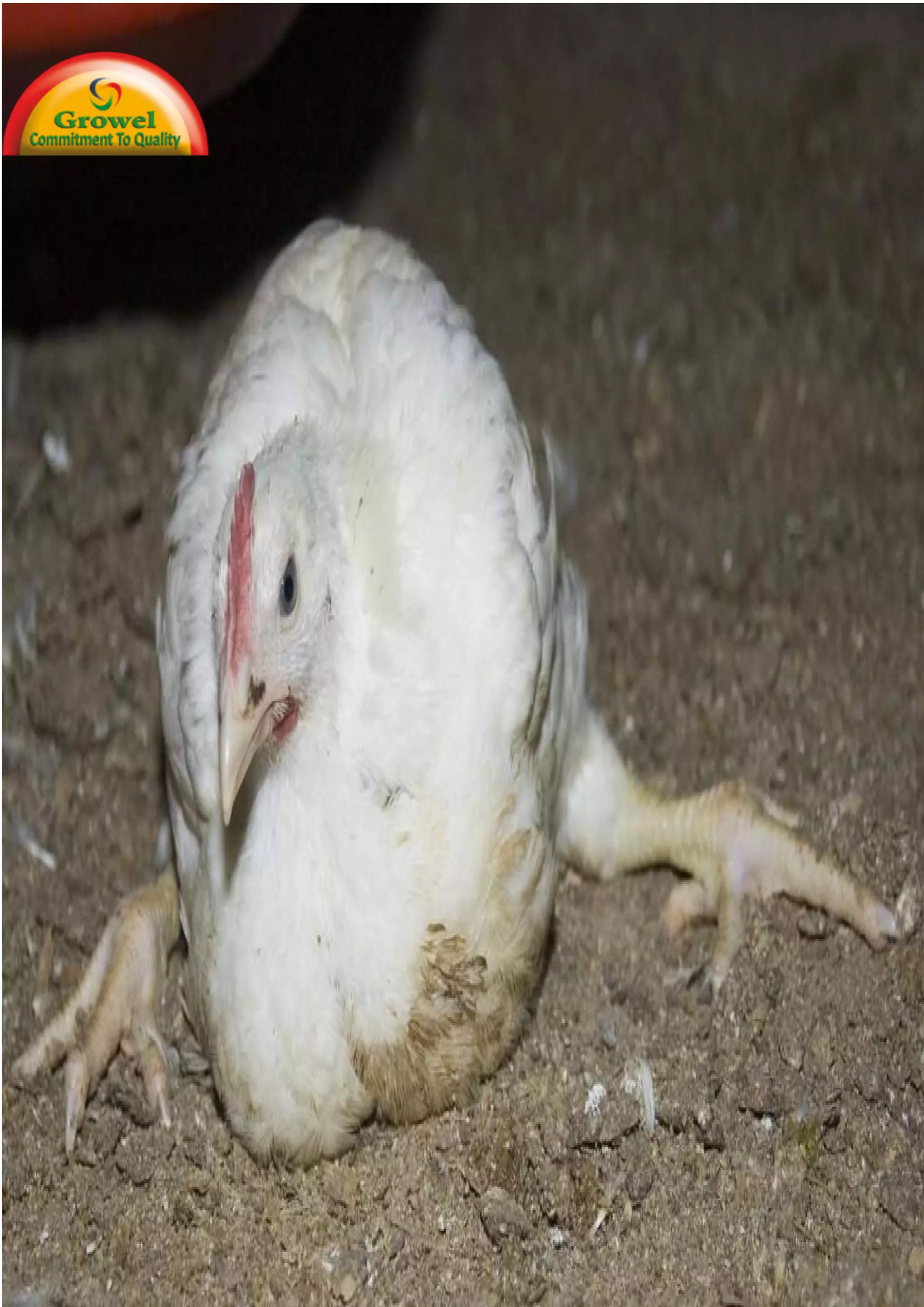 Minerals Deficiencies in Poultry Causes ,Effect & Treatment. | PDF
