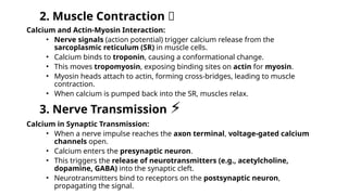 Calcium & Iron – Vital Minerals for Bone Health & Blood Formation | PPT