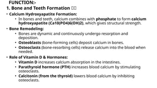Calcium & Iron – Vital Minerals for Bone Health & Blood Formation | PPTX