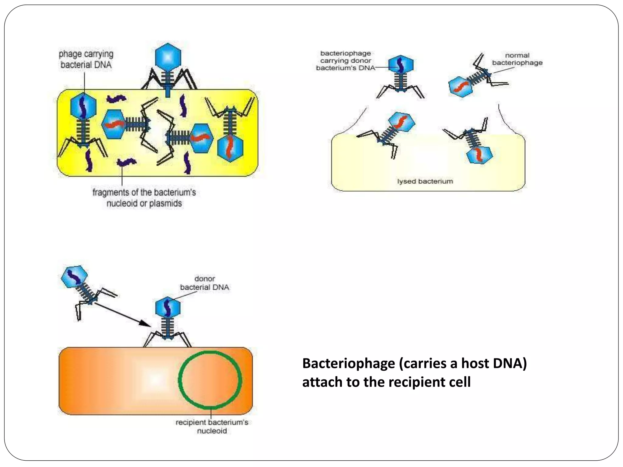 transduction | PPTX