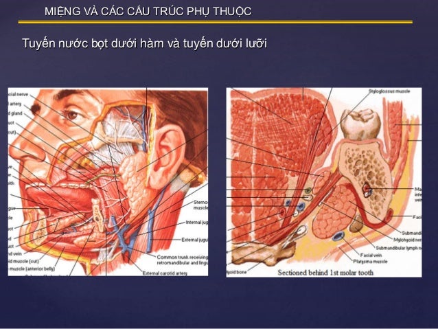 Miệng Răng Lưỡi Tuyến Nước Bọt