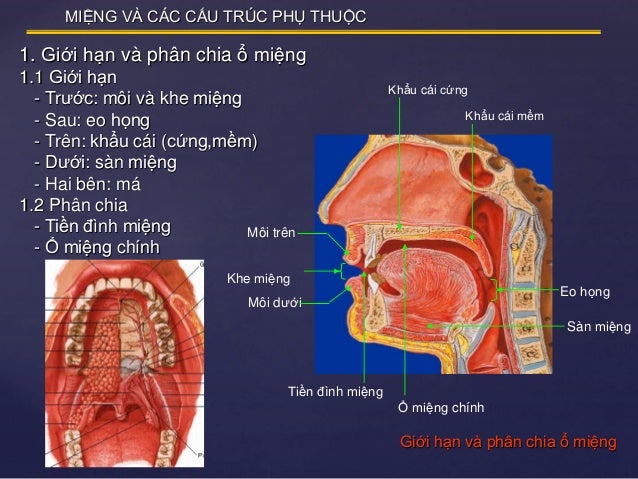 Miệng Răng Lưỡi Tuyến Nước Bọt