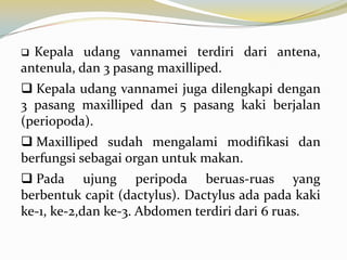 Minggu ke 4 t.p. udang penaeid vannameii | PDF