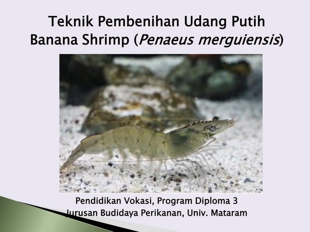 Minggu ke 5 penaeus merguiensis | PDF