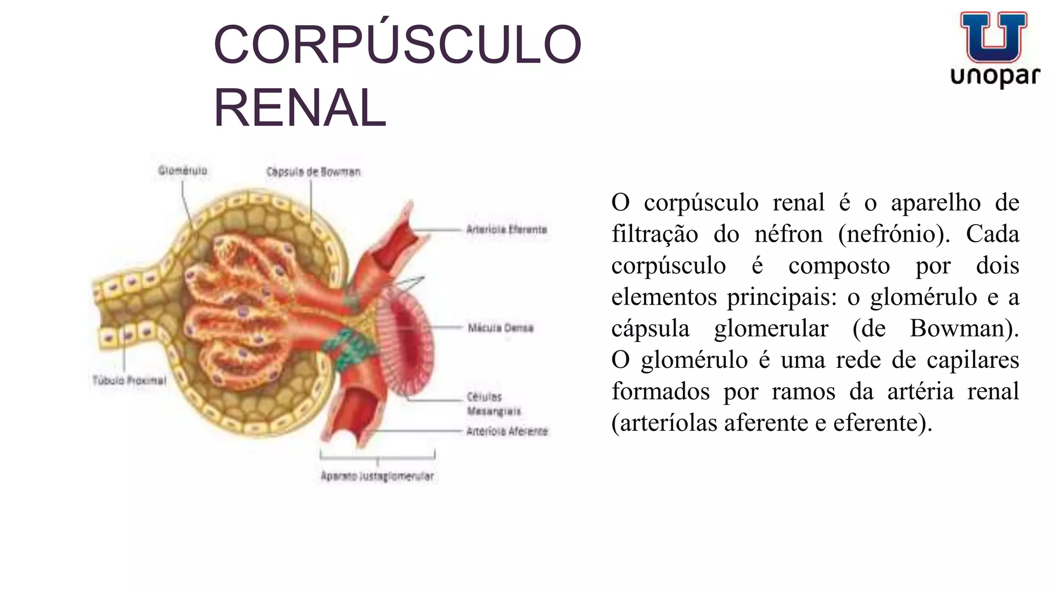 Sistema digestório endocrino e renal | PPTX
