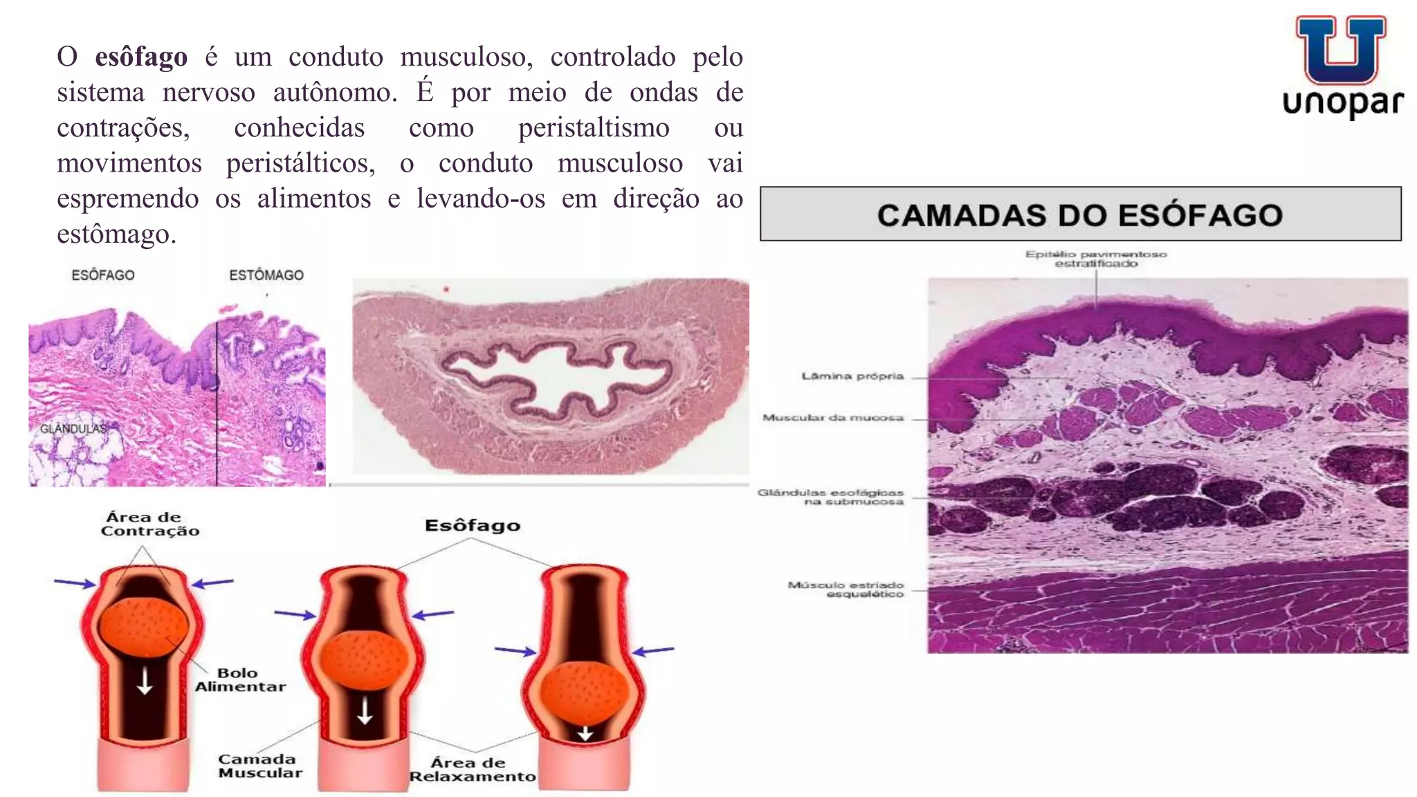 Sistema digestório endocrino e renal | PPTX